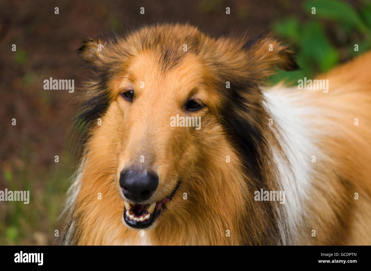Scottish shepherd on a outdoor walk Stock Photo - Alamy