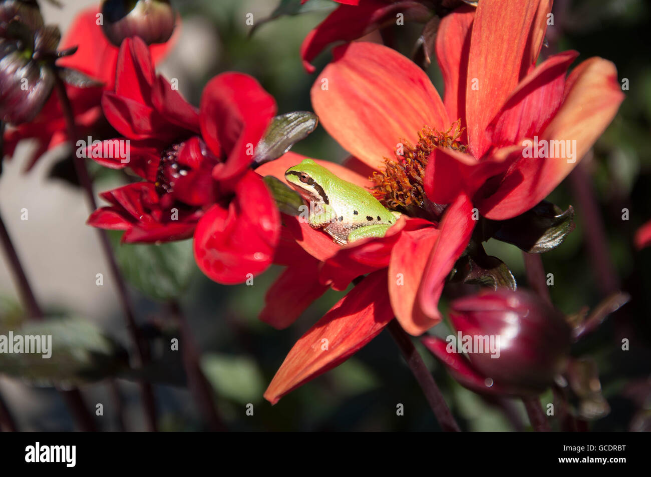 The frog in the flower Stock Photo - Alamy