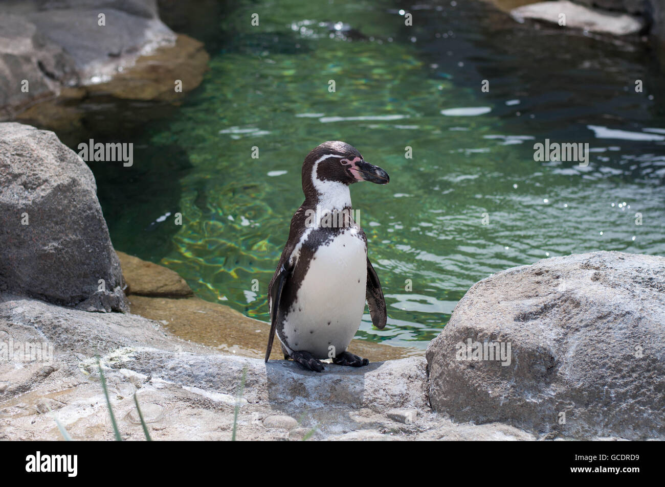 Penguin in the Zoo Stock Photo - Alamy