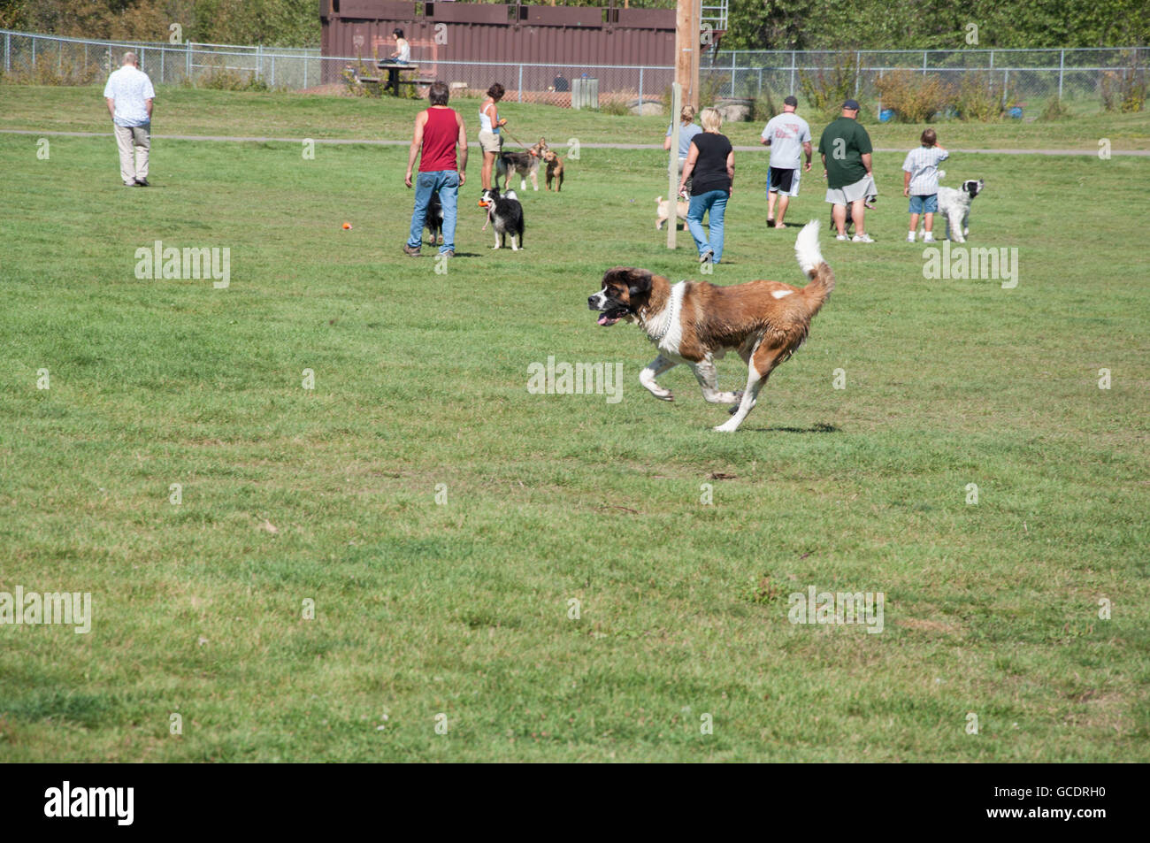 running dog in the dog park Stock Photo - Alamy