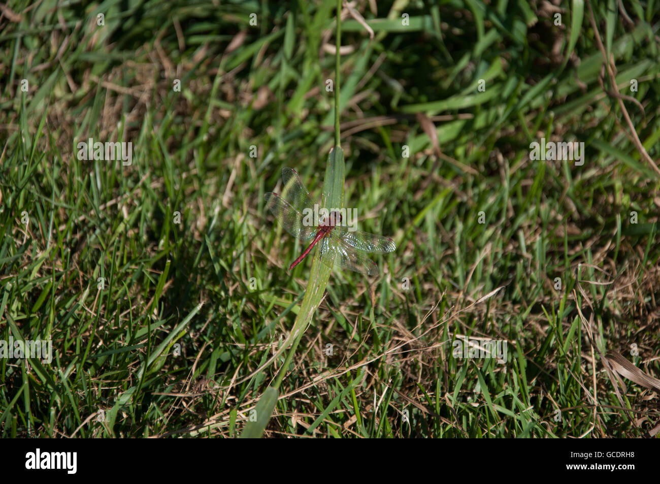 Efield hi-res stock photography and images - Alamy