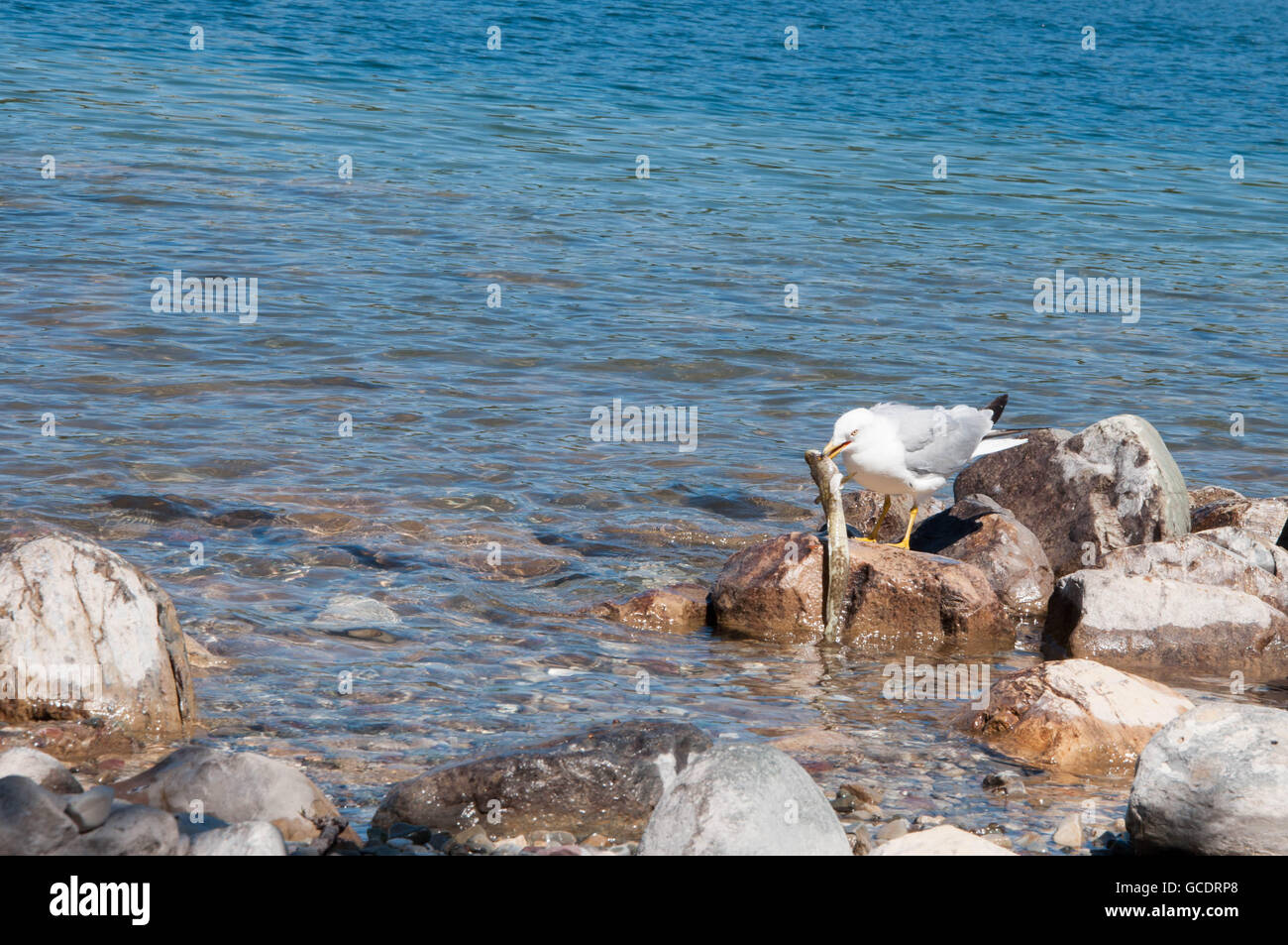 Albatross catches fish Stock Photo - Alamy