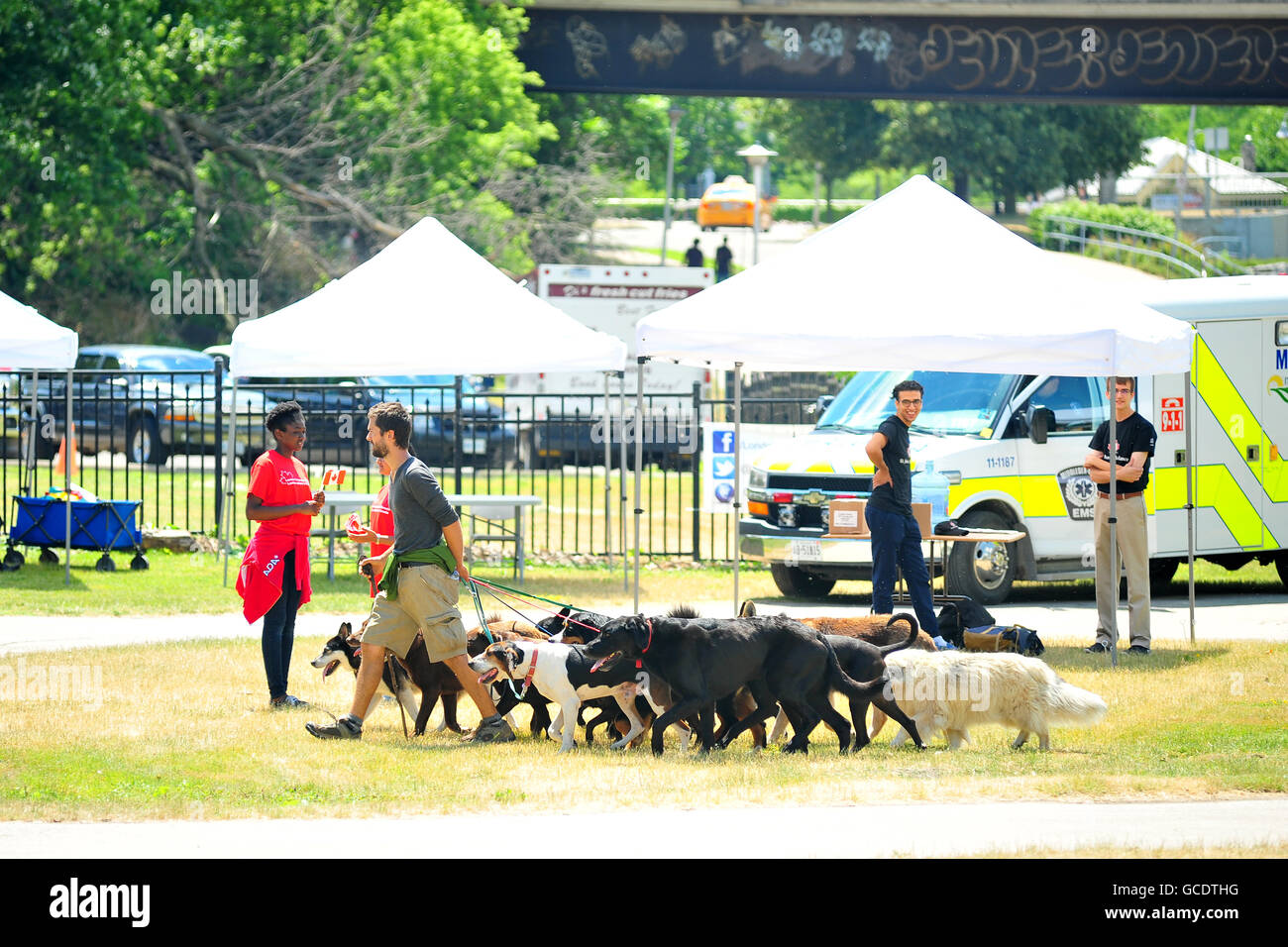 One person walking lots of dogs hi-res stock photography and images - Alamy