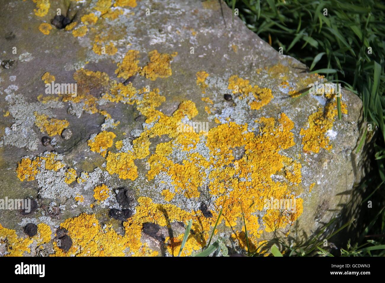 Lichen patterns hi-res stock photography and images - Alamy