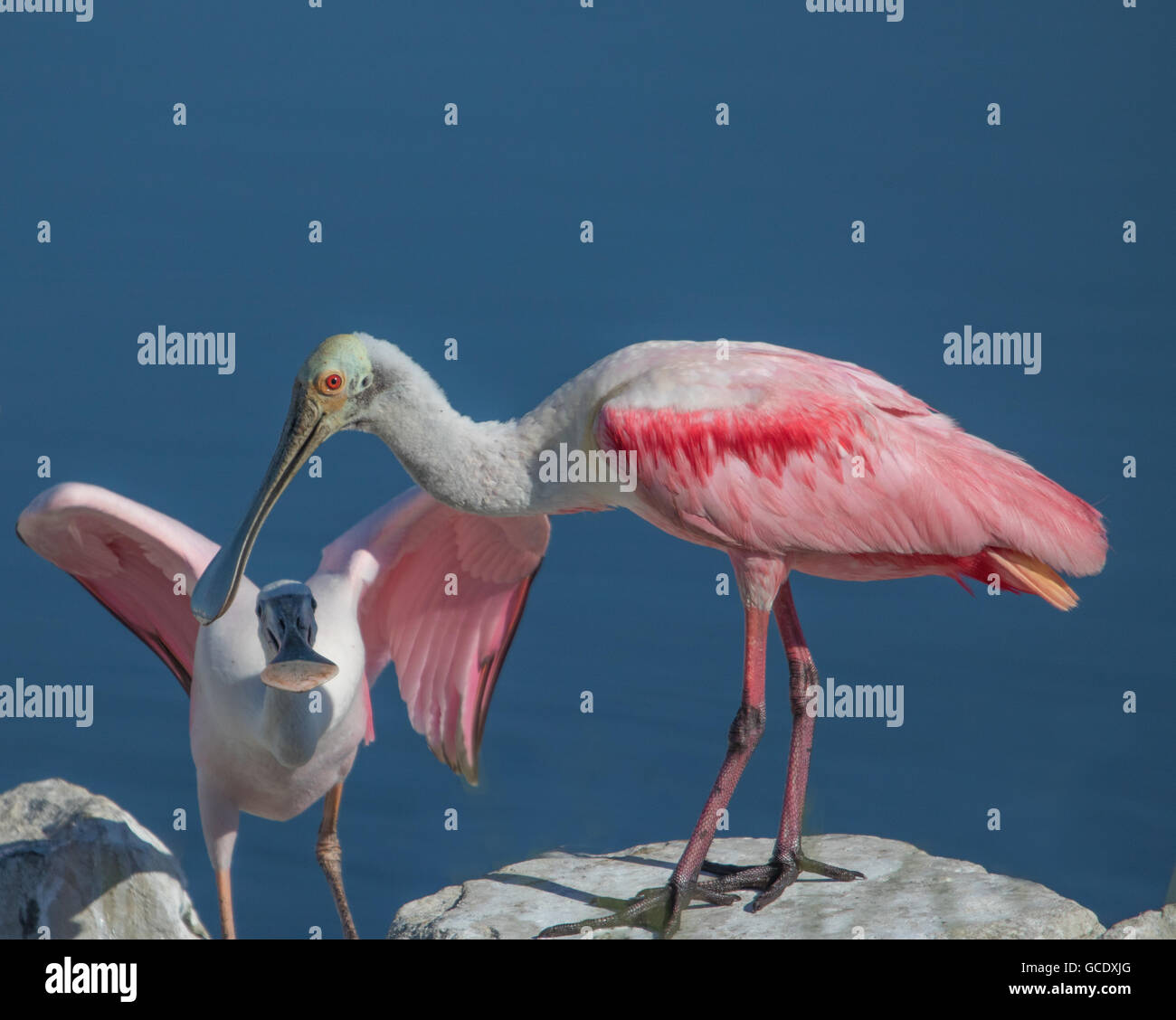 Endangered roseate spoonbill hi-res stock photography and images - Alamy
