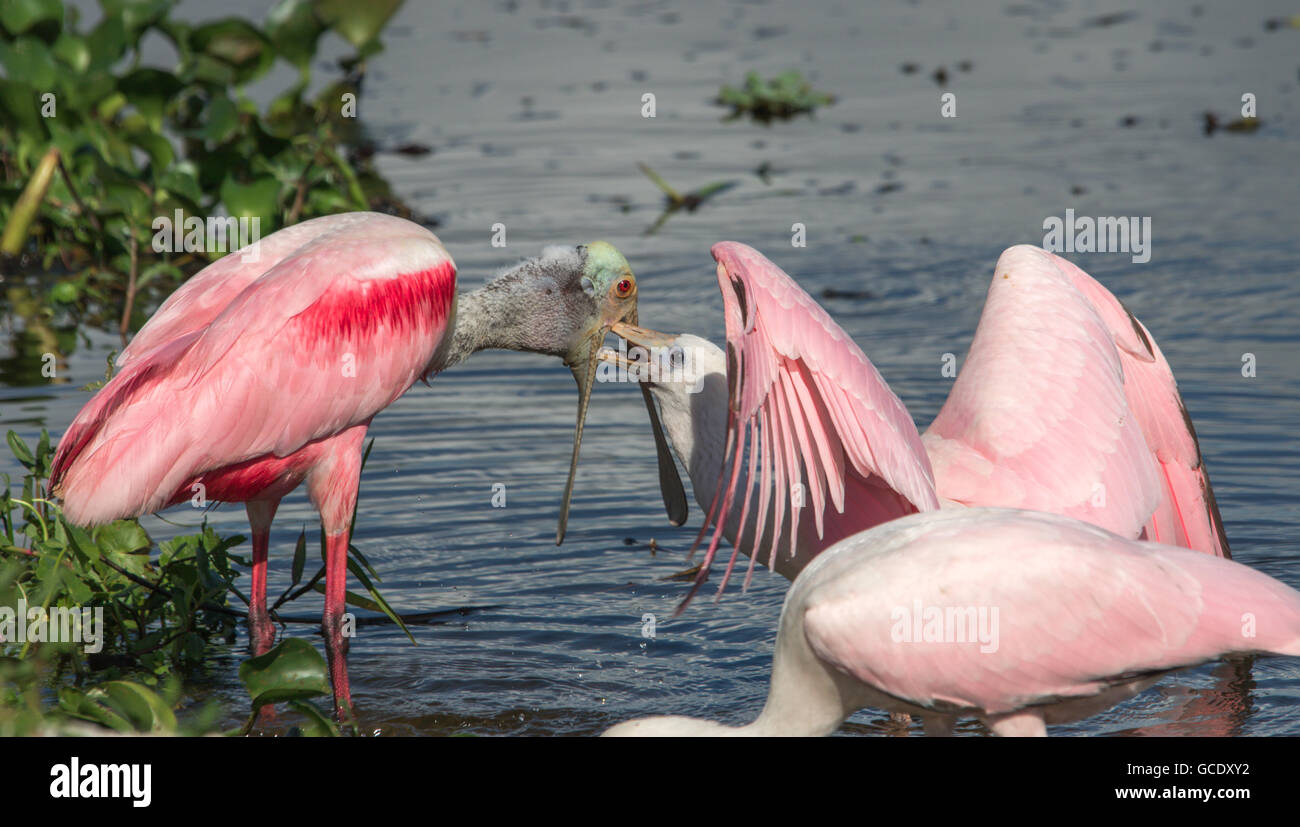 Roseate spoonbill large pink hi-res stock photography and images - Alamy