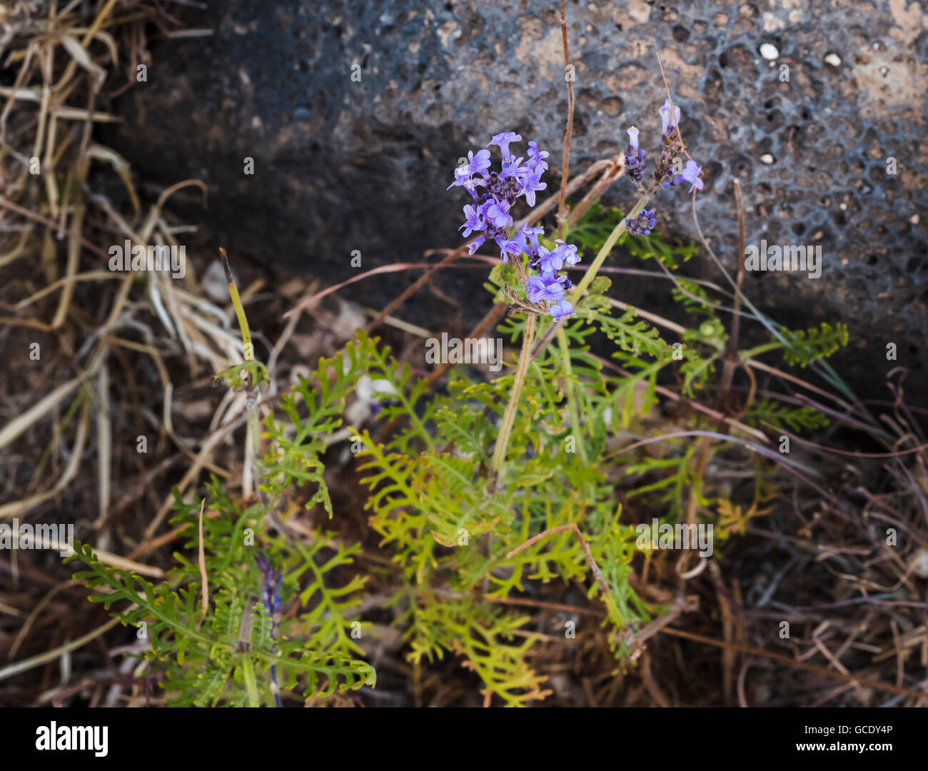 Canarian lavender (probably Lavandula canariensis) in flower in April ...