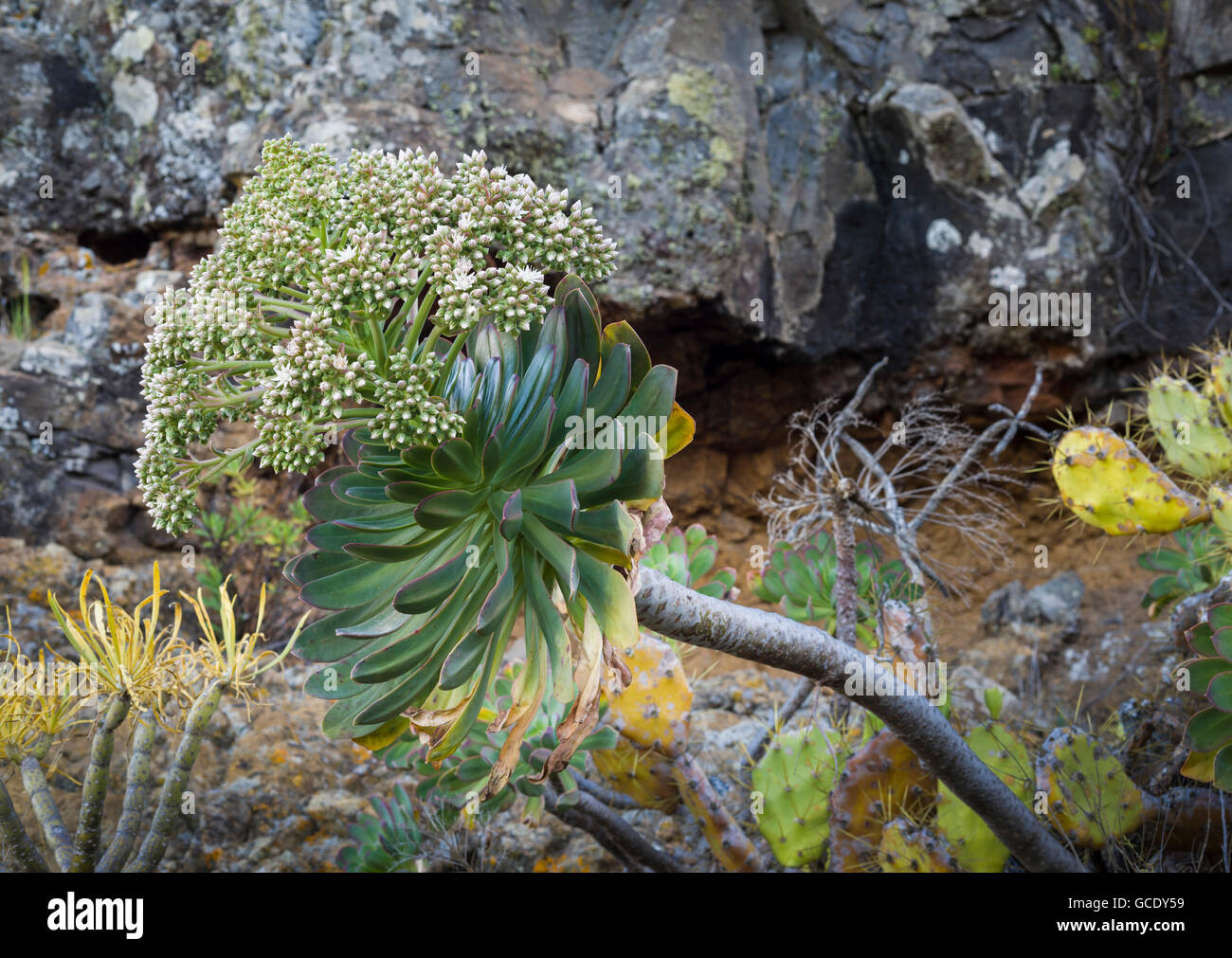 Giant houseleek (Aeonium urbicum but possibly Aeonium pseudourbicum) at ...