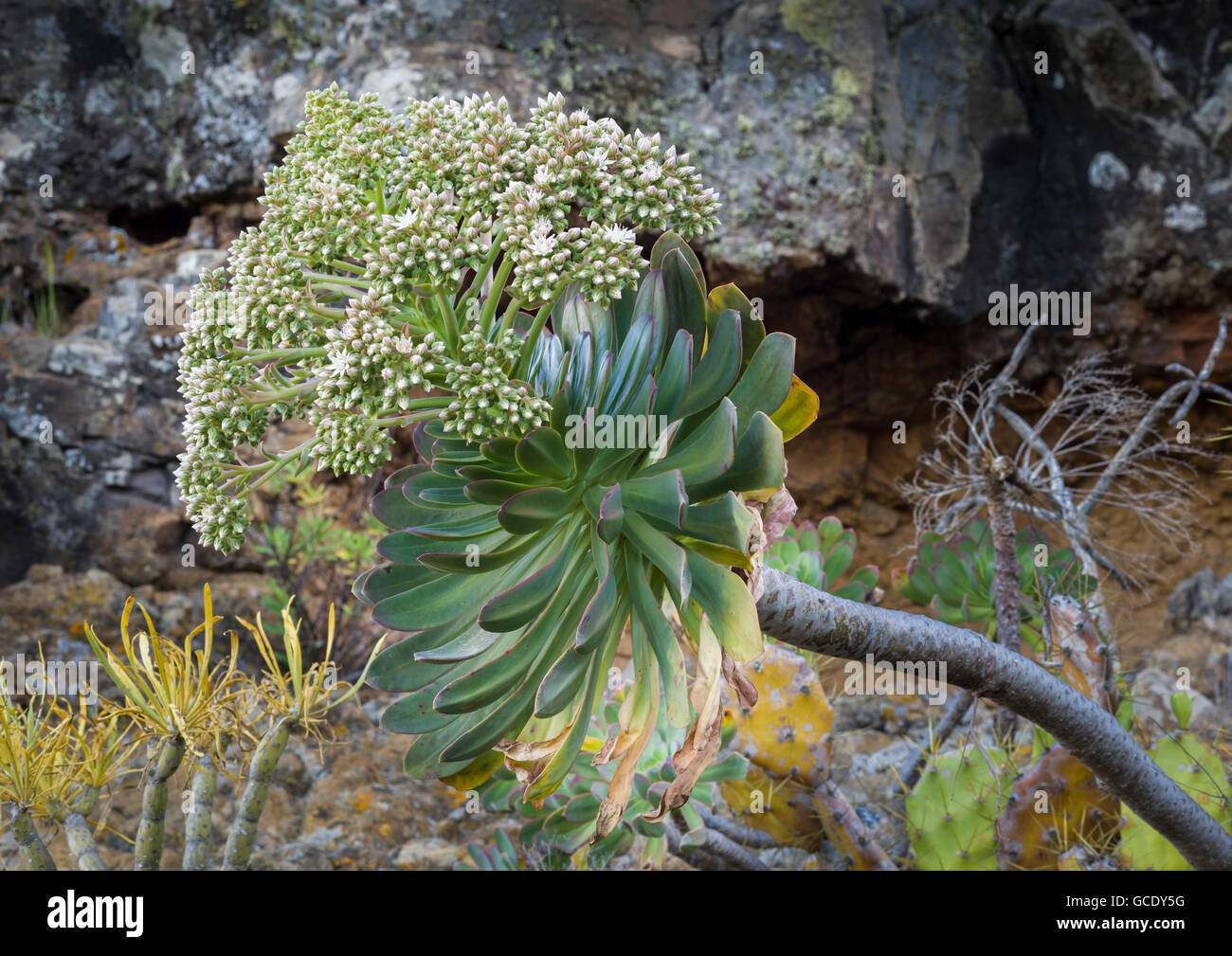 Aeonium urbicum hi-res stock photography and images - Alamy