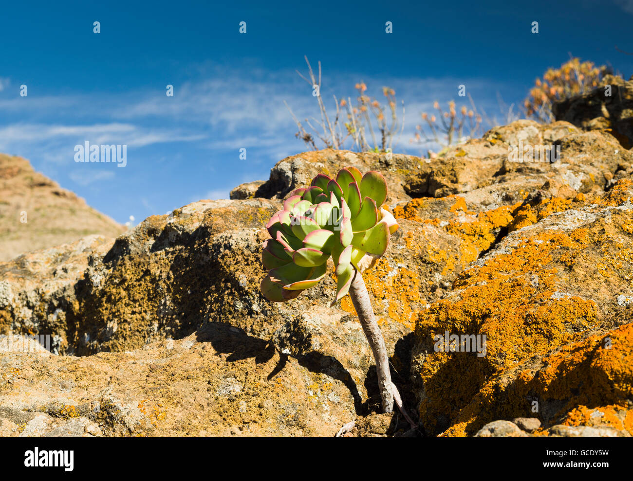 Giant houseleek (Aeonium urbicum but possibly Aeonium pseudourbicum) at ...