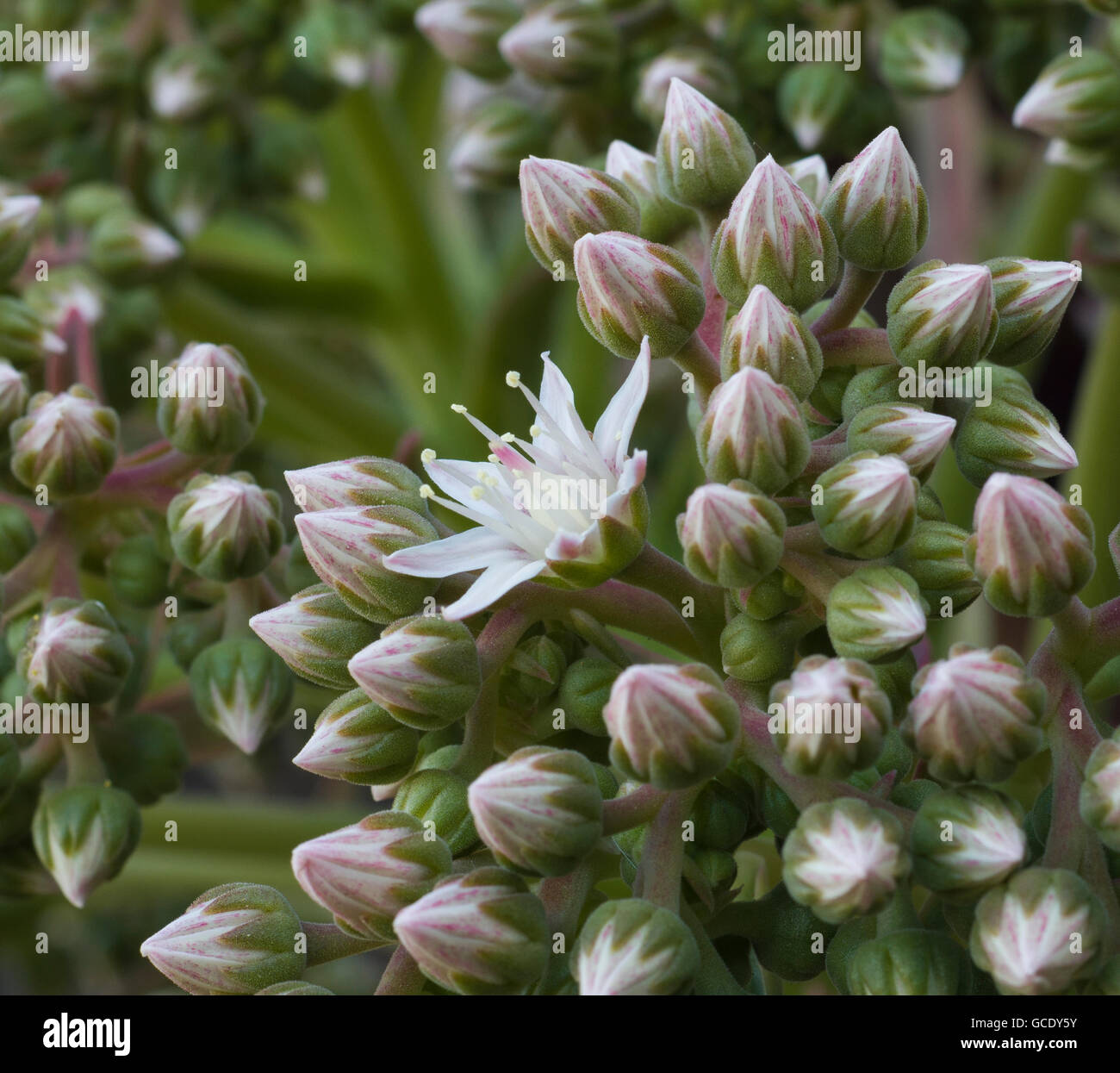 Giant houseleek hi-res stock photography and images - Alamy