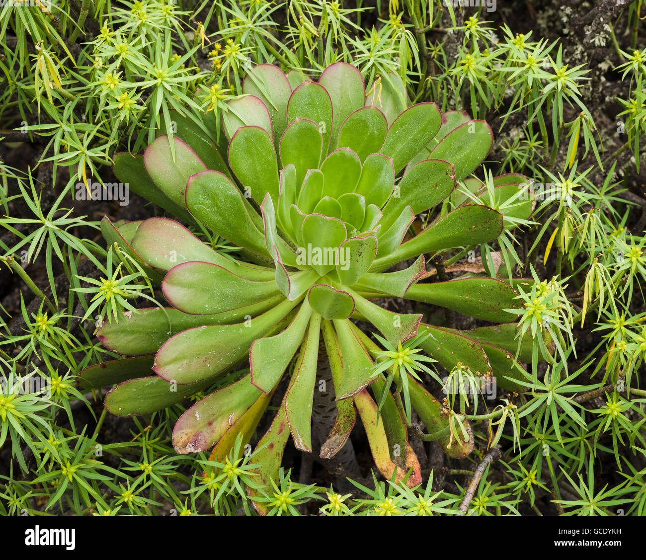 Giant houseleek (Aeonium urbicum but possibly Aeonium pseudourbicum ...
