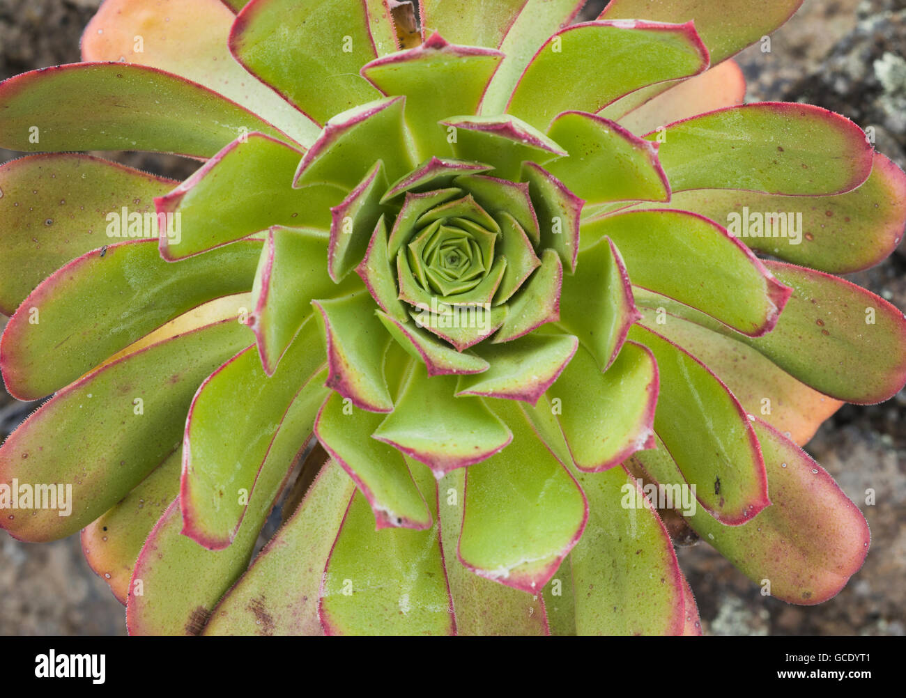 Aeonium urbicum hi-res stock photography and images - Alamy
