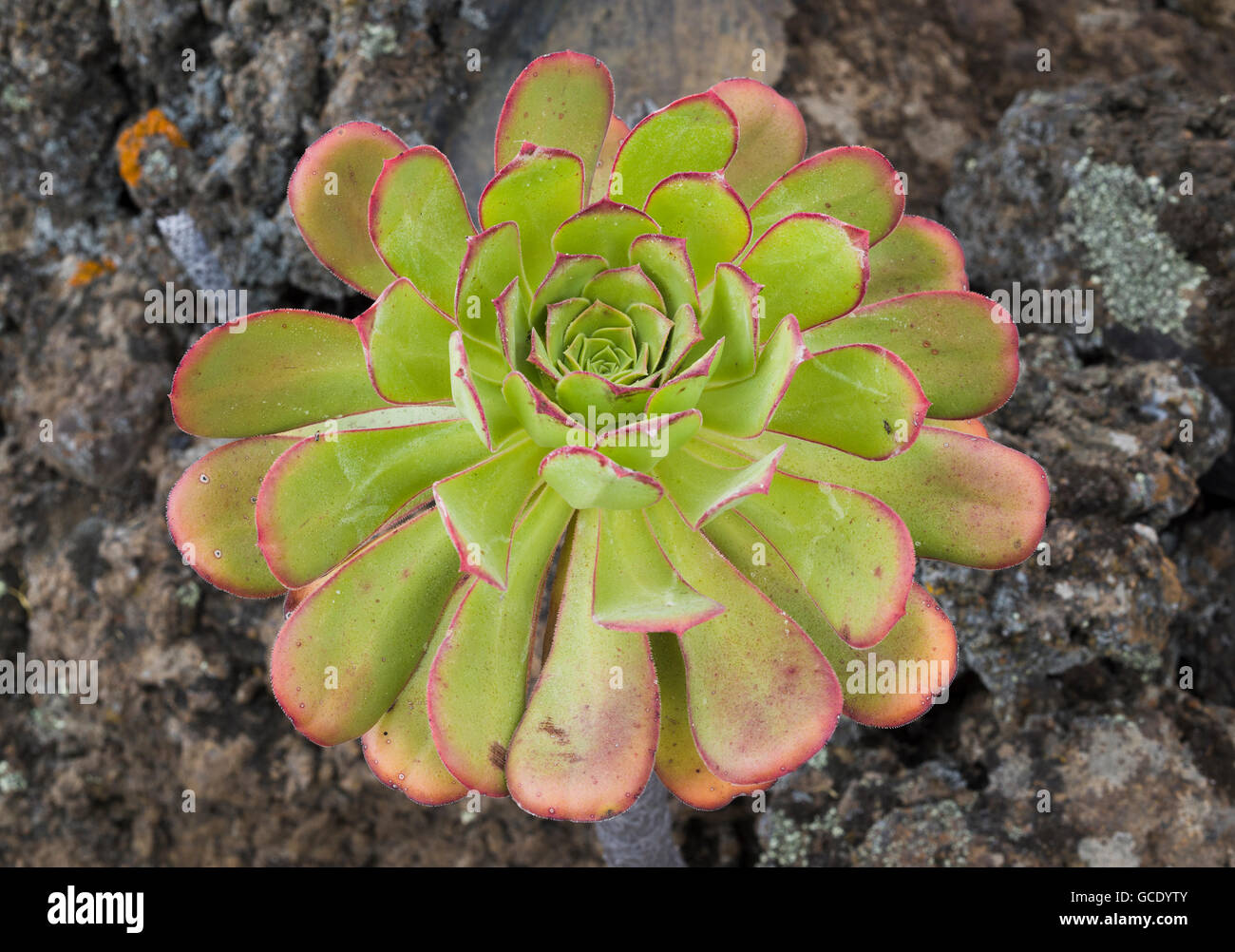 Aeonium pseudourbicum hi-res stock photography and images - Alamy