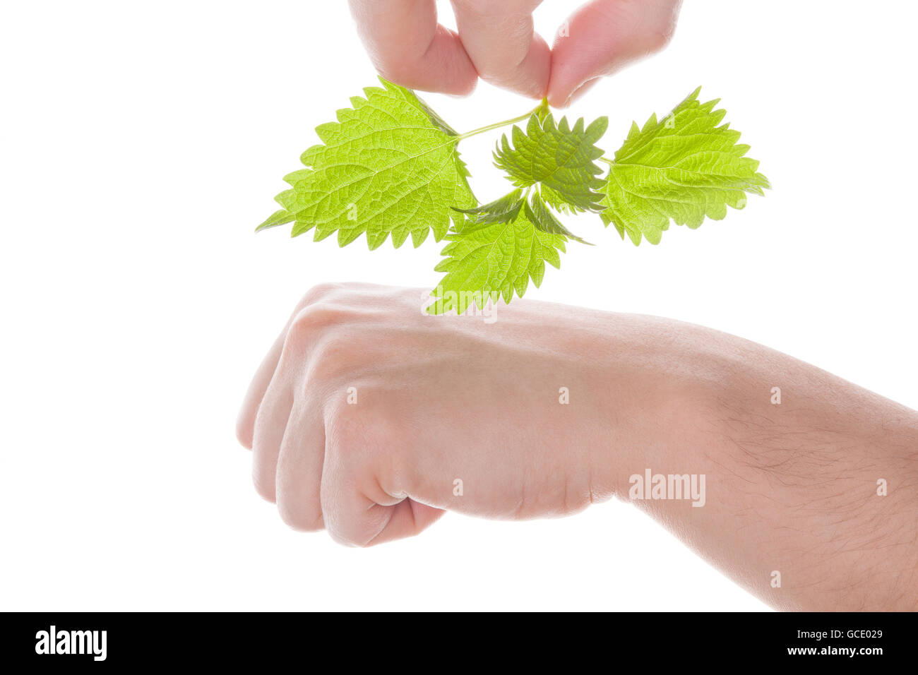 Stinging nettle arthritis medicine. Man holding nettle branch and ...