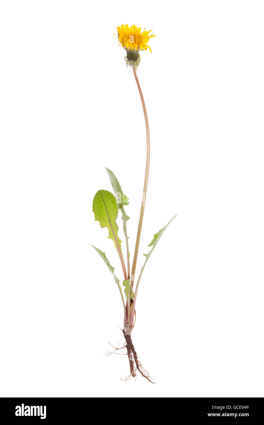 Whole dandelion plant with roots isolated on white background. Natural ...
