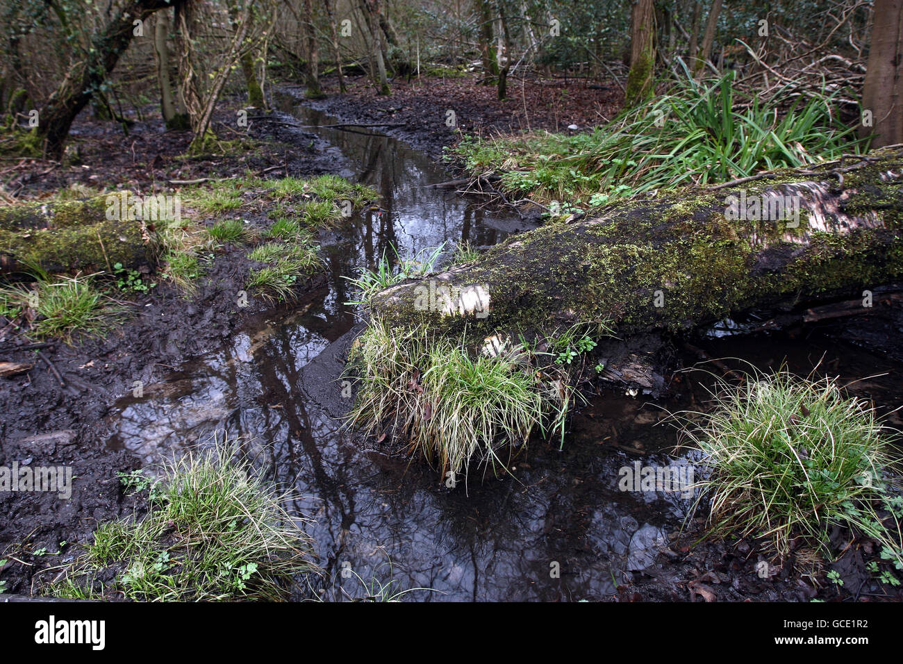 Moseley bog in birmingham hi-res stock photography and images - Alamy