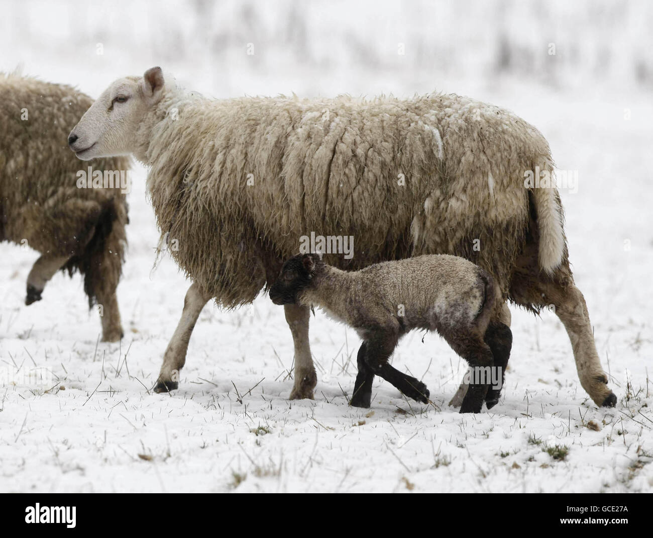A spring lamb with its mother in the snow in Cavan, Ireland Stock Photo ...