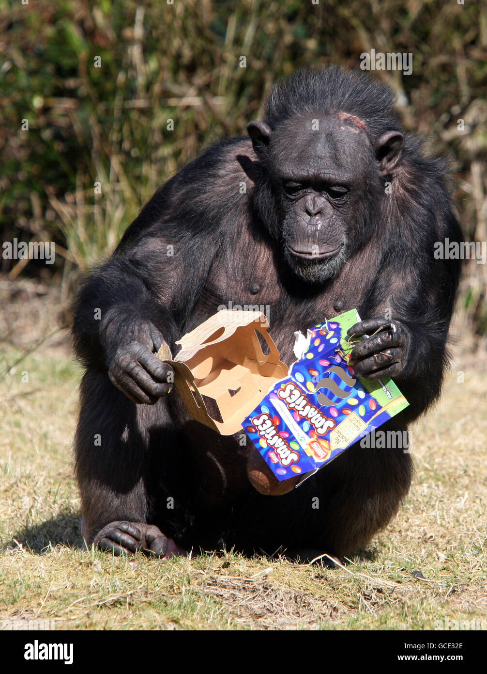 News chimps hi-res stock photography and images - Alamy