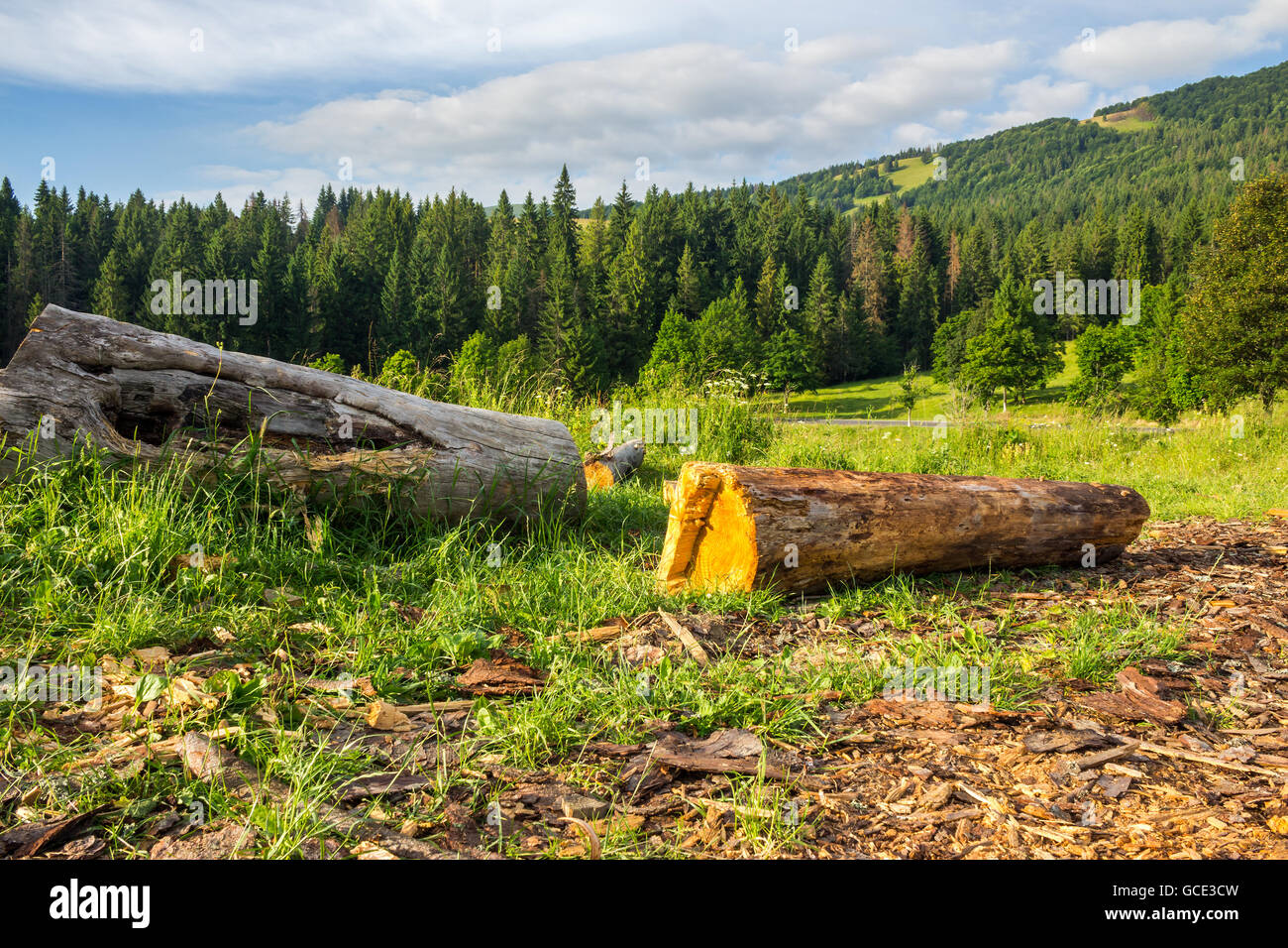log of an old tree on a hillside near the pine forests in the mountains ...