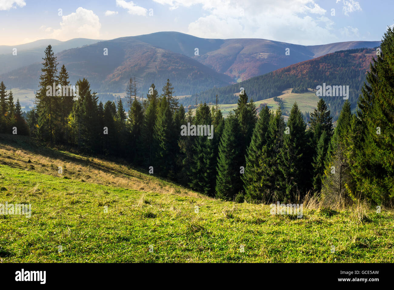 hillside of mountain range with coniferous forest and meadow Stock ...