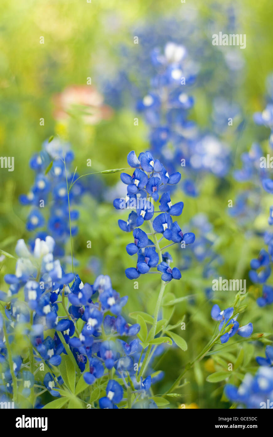 Bluebonnets High Resolution Stock Photography and Images - Alamy