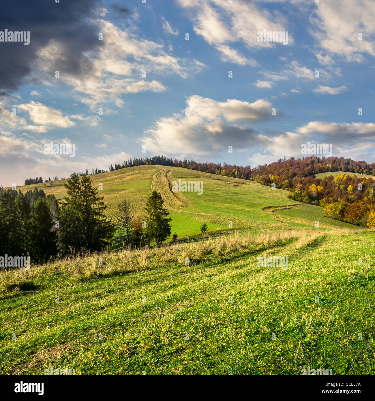 hillside of mountain range with coniferous and mixed autum forest Stock ...