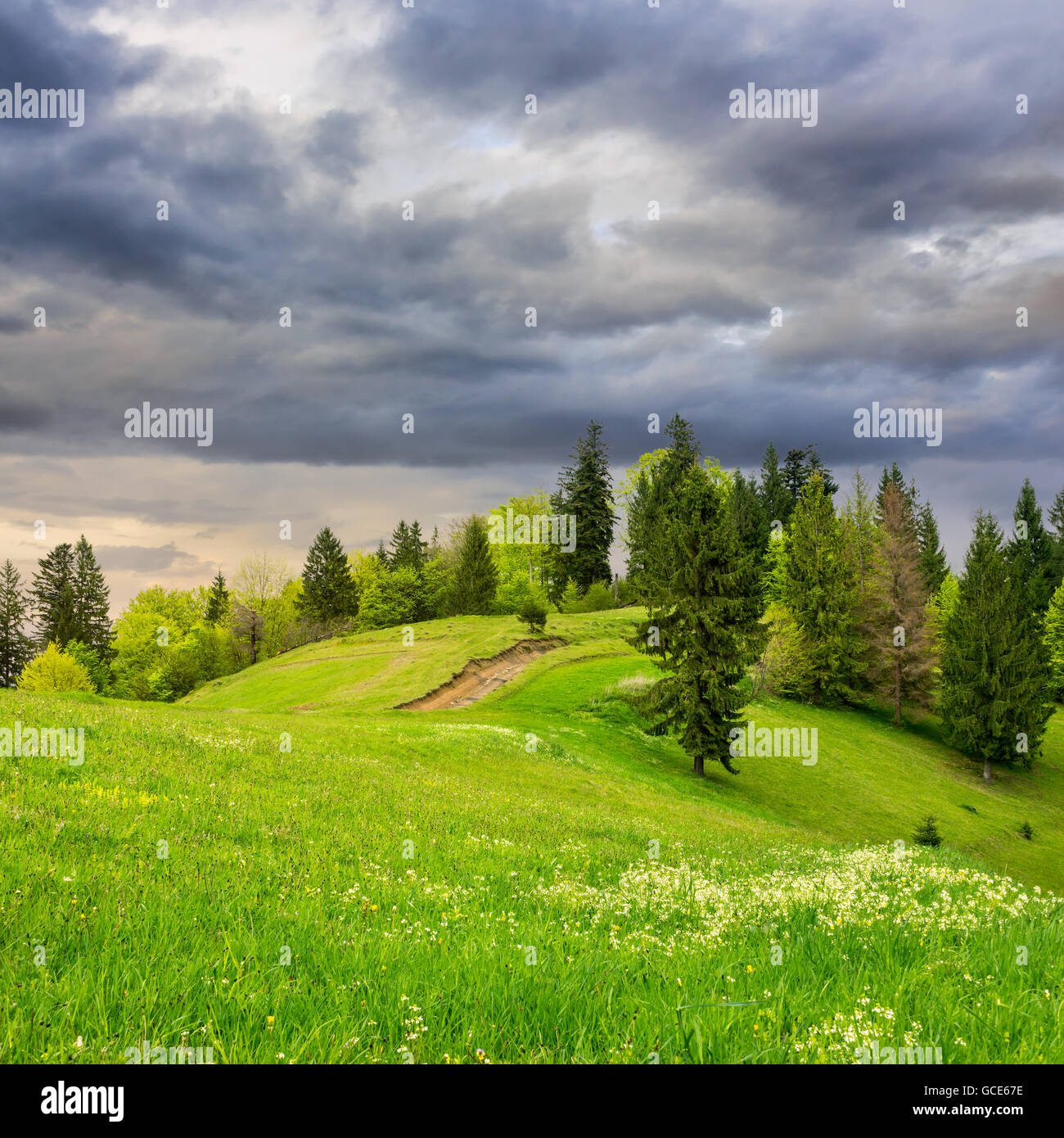 path on a slope of mountain range with coniferous forest Stock Photo ...