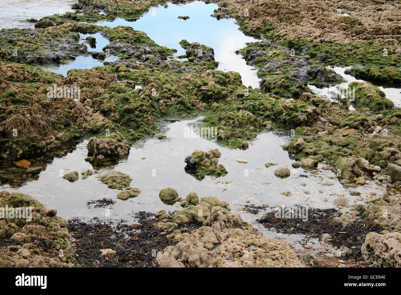 British rock pool hi-res stock photography and images - Alamy