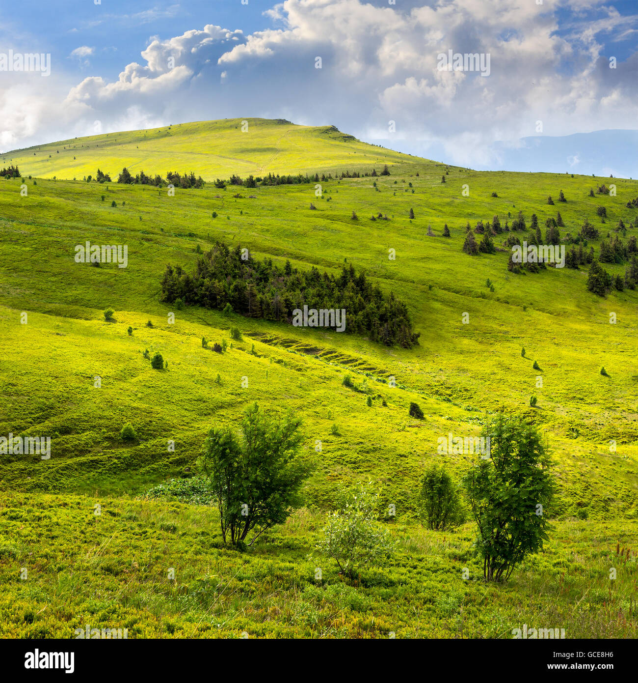 two trees in front of mountain hillside with coniferous forest and high ...