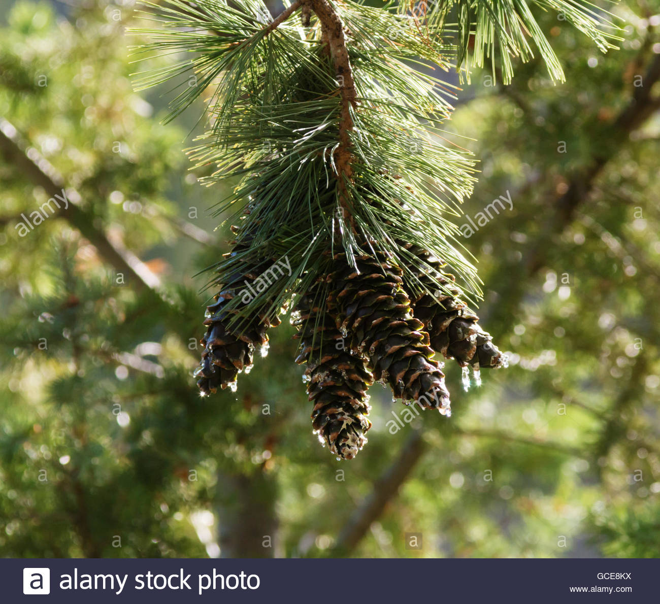 Immature Pine Cone High Resolution Stock Photography and Images - Alamy