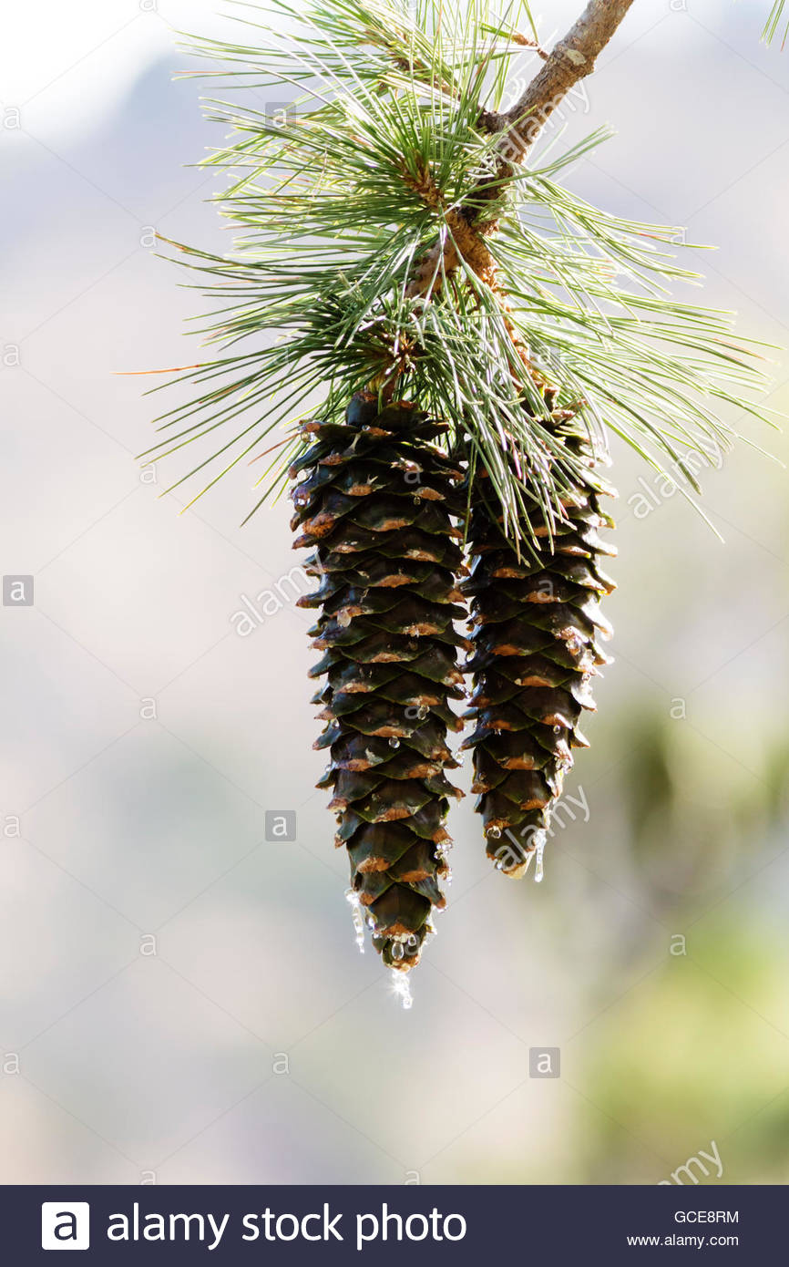 Immature Green Pine Cone High Resolution Stock Photography and Images ...