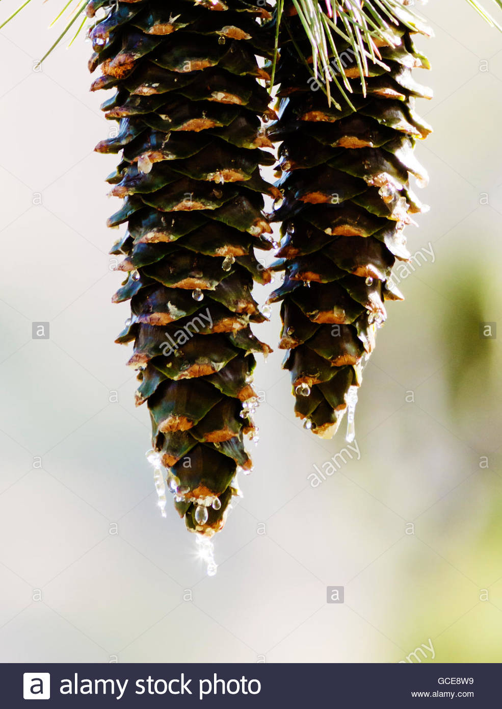 Immature Green Pine Cone High Resolution Stock Photography and Images ...