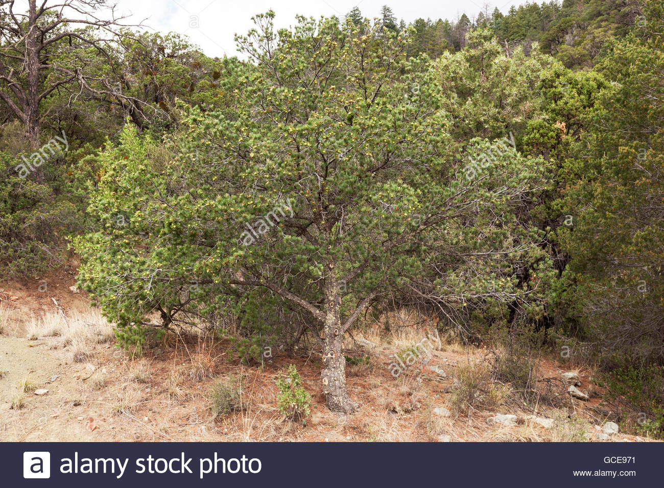 Pinyon Pine Cones High Resolution Stock Photography and Images - Alamy
