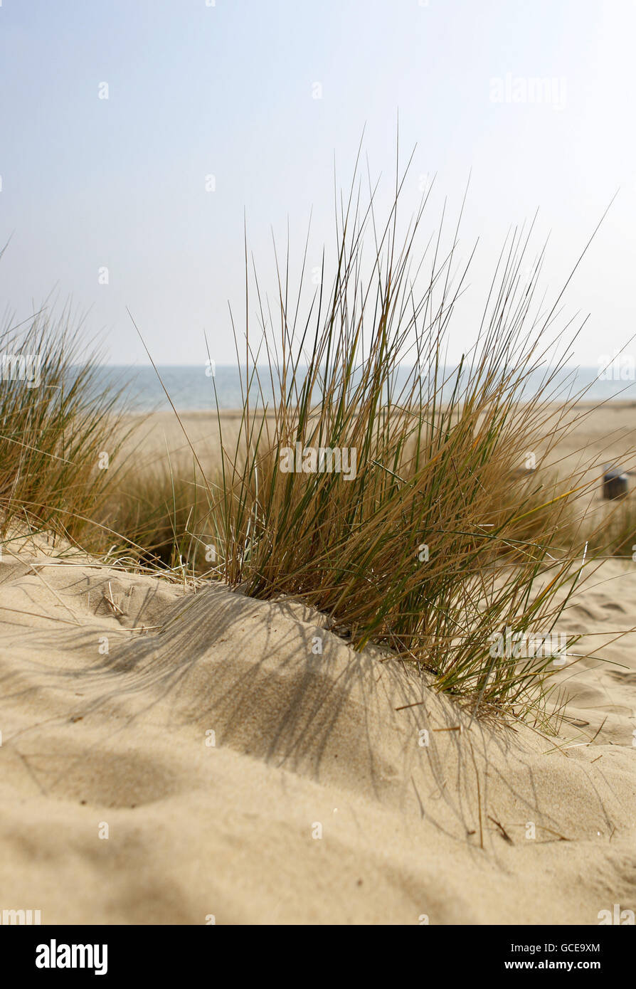 General view of grass and sand dunes at Studland in Dorset Stock Photo ...