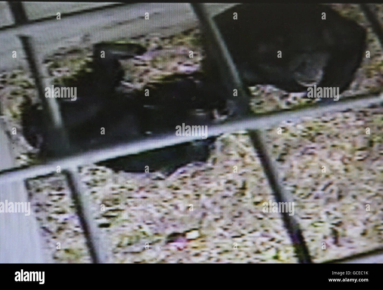 Chimps hi-res stock photography and images - Alamy