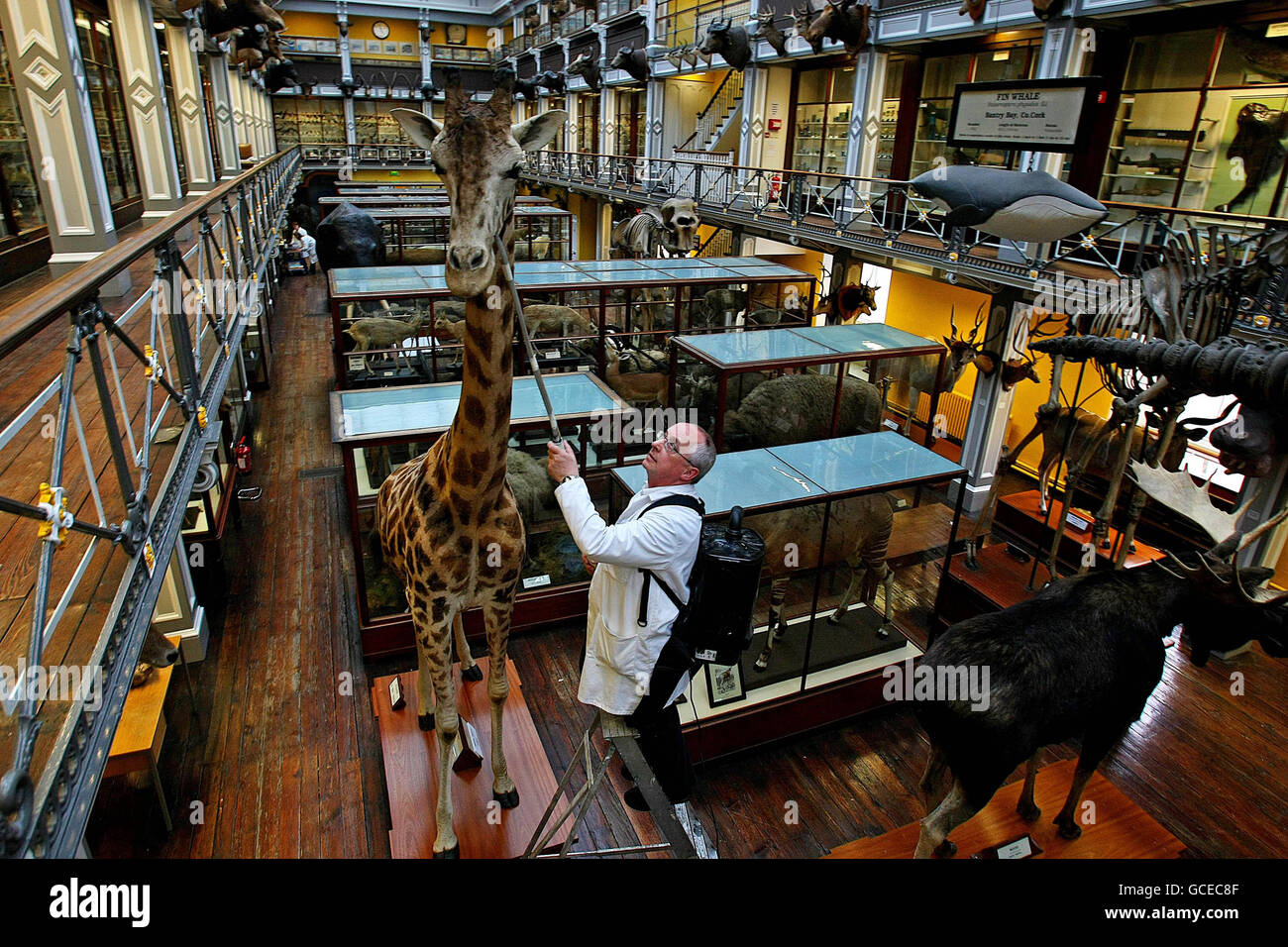 Head Keeper of the Dublin's Natural History Museum, Nigel Monaghan ...