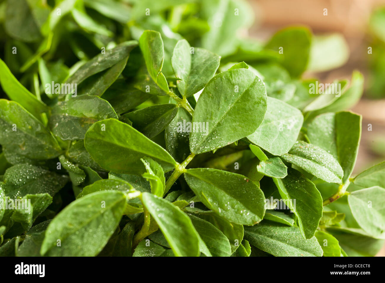 Kasoori methi leaves hi-res stock photography and images - Alamy