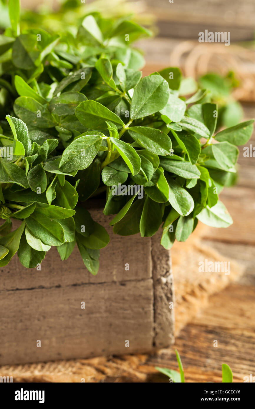 Raw Organic Fenugreek Methi Leaves in a Basket Stock Photo - Alamy