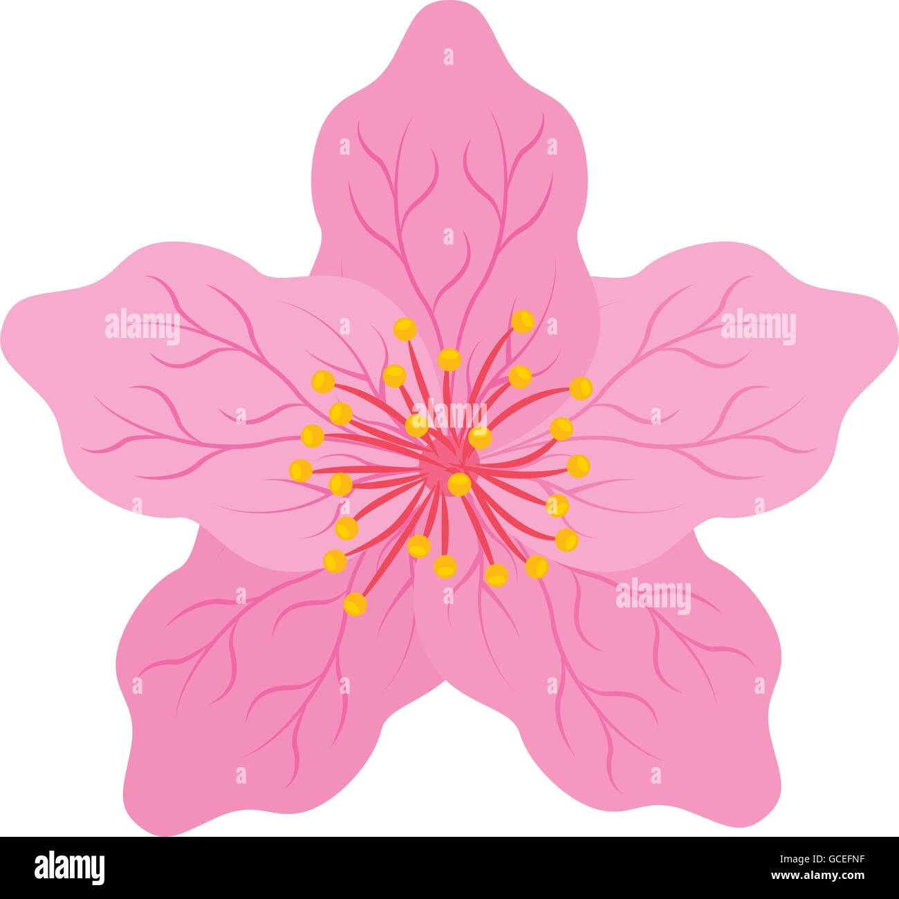 Camellia flower isolated Stock Vector Images - Alamy