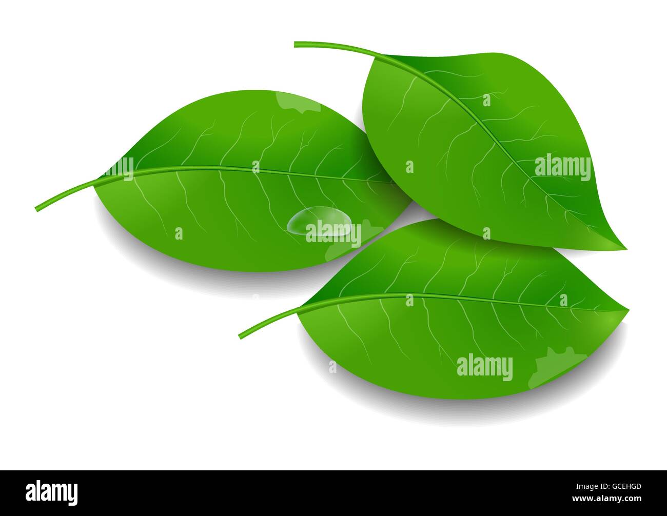 Stem promotion Cut Out Stock Images & Pictures - Alamy