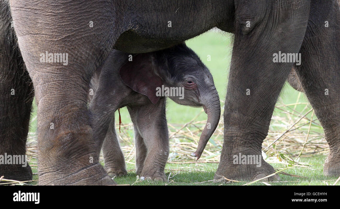 A four-day-old baby elephant, yet to be named but staff have nick-named ...