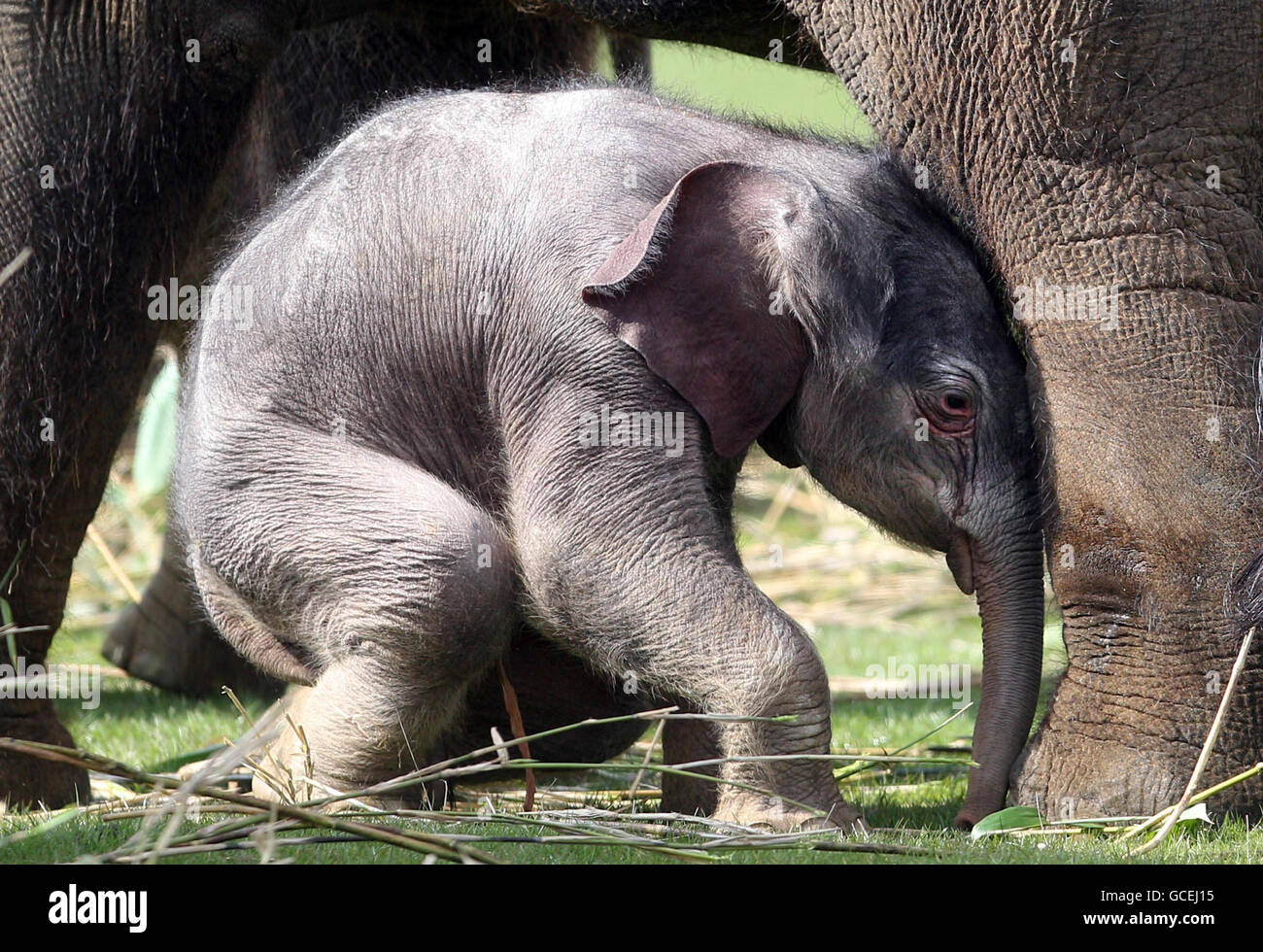 A four-day-old baby elephant, yet to be named but staff have nick-named ...