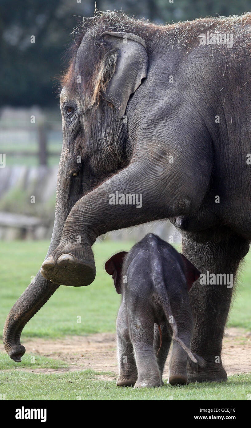 A four-day-old baby elephant, yet to be named but staff have nick-named ...