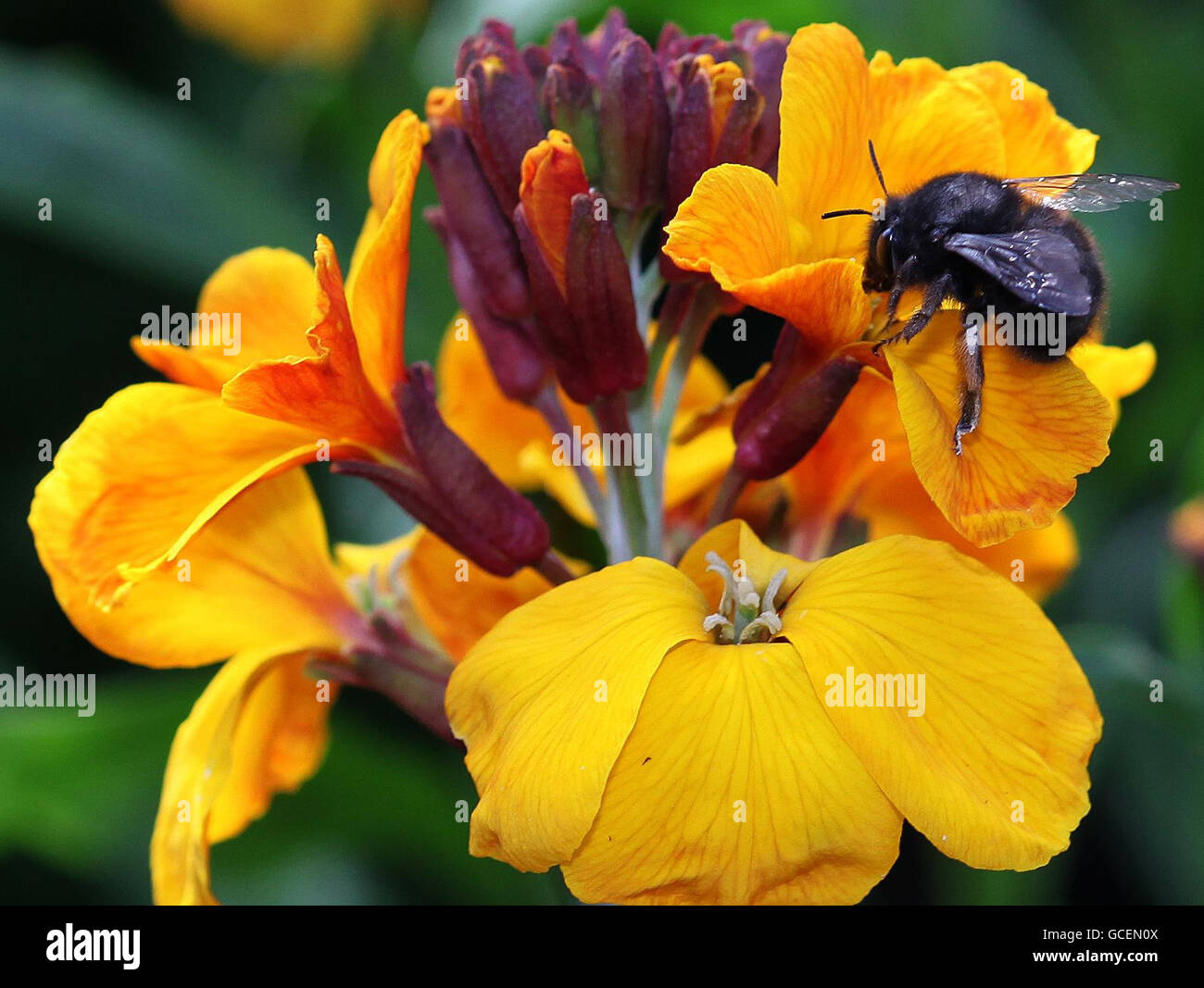 A bee collects pollen from a flower in Wimbledon, south London, on the ...