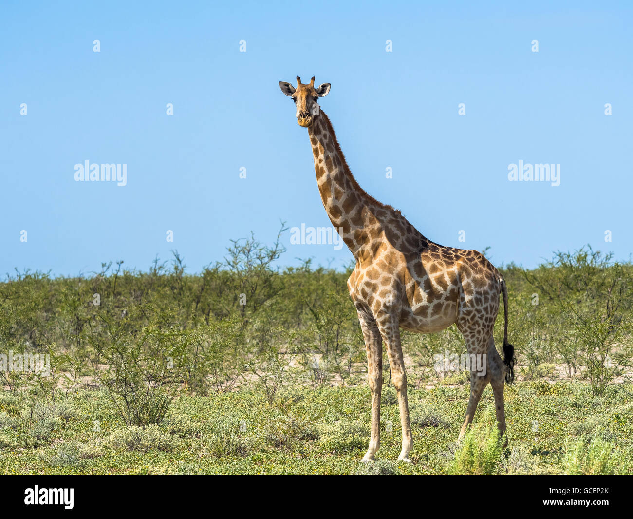 Giraffa camelopardalis africa savanna bush wildlife hi-res stock ...
