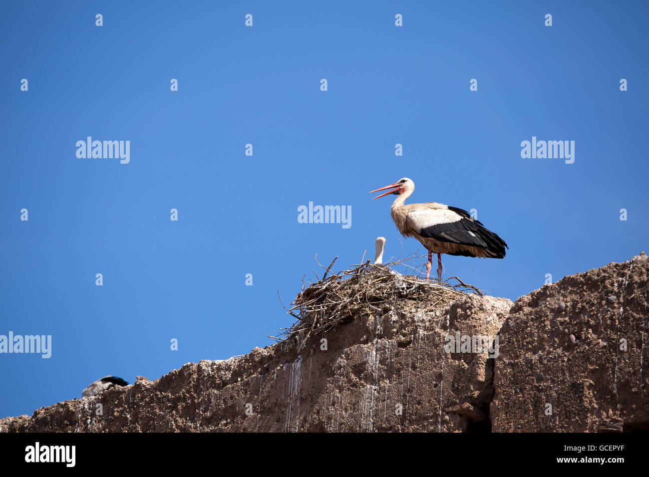 Storks nesting on the El Badi Palace, Marrakech, Morocco, Africa Stock ...