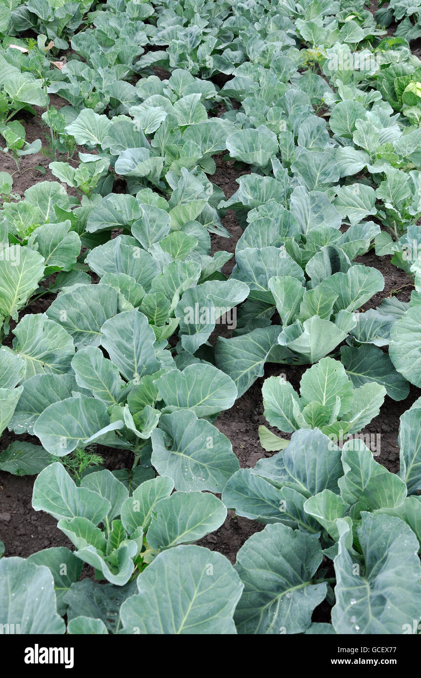 Several rows of young cabbage on vegetable garden Stock Photo - Alamy