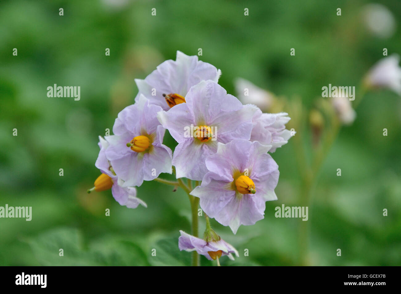 Full light violet flowers of blooming potato Stock Photo - Alamy