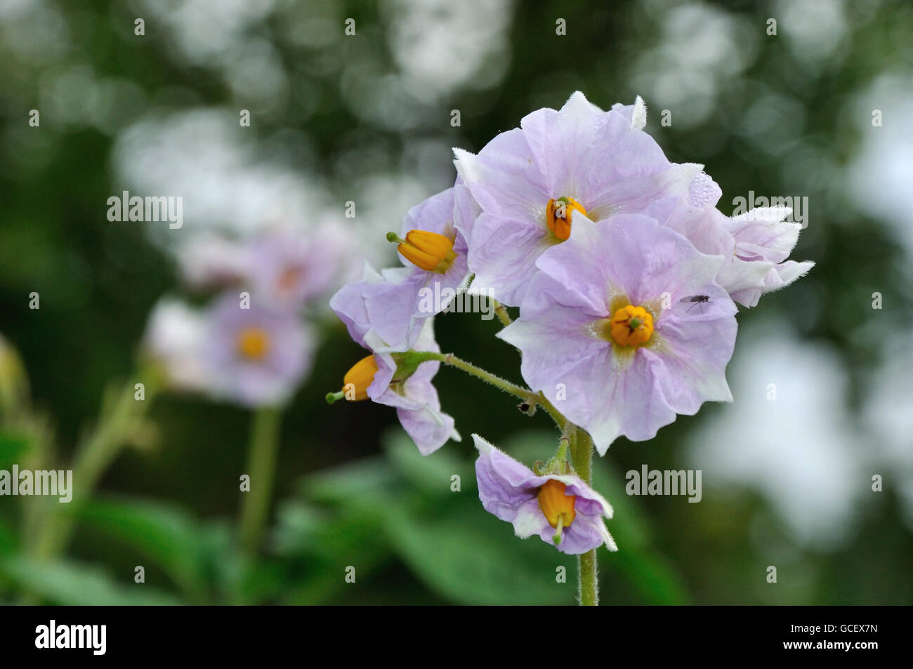 Full light violet flowers of blooming potato Stock Photo - Alamy